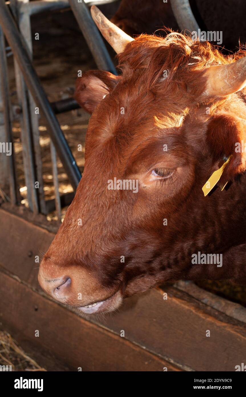 Wimpern aus kuhaugen -Fotos und -Bildmaterial in hoher Auflösung – Alamy