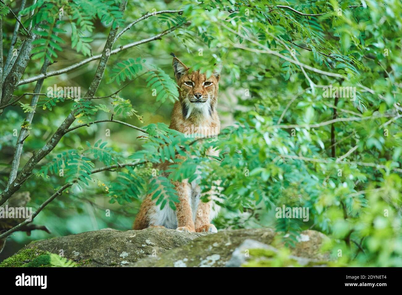 Eurasischer Luchs (Lynx Luchs), Aufenthalt im Wald, Gefangener ...