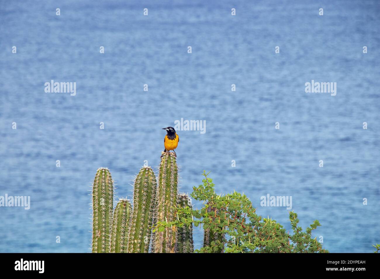 Curacao cactus -Fotos und -Bildmaterial in hoher Auflösung – Alamy