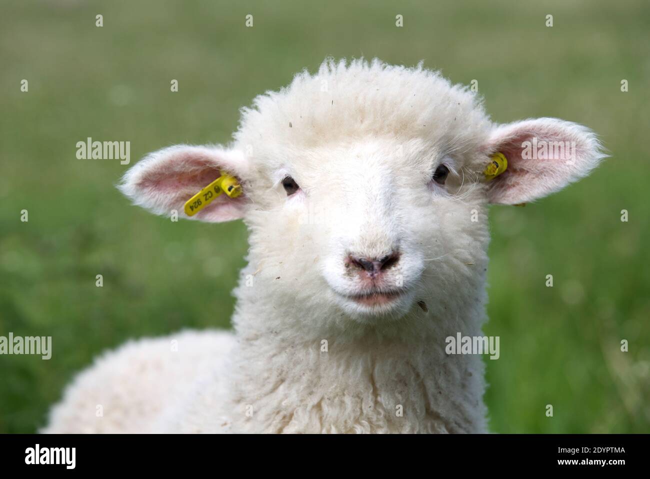 Chov domacich zvirat -Fotos und -Bildmaterial in hoher Auflösung – Alamy