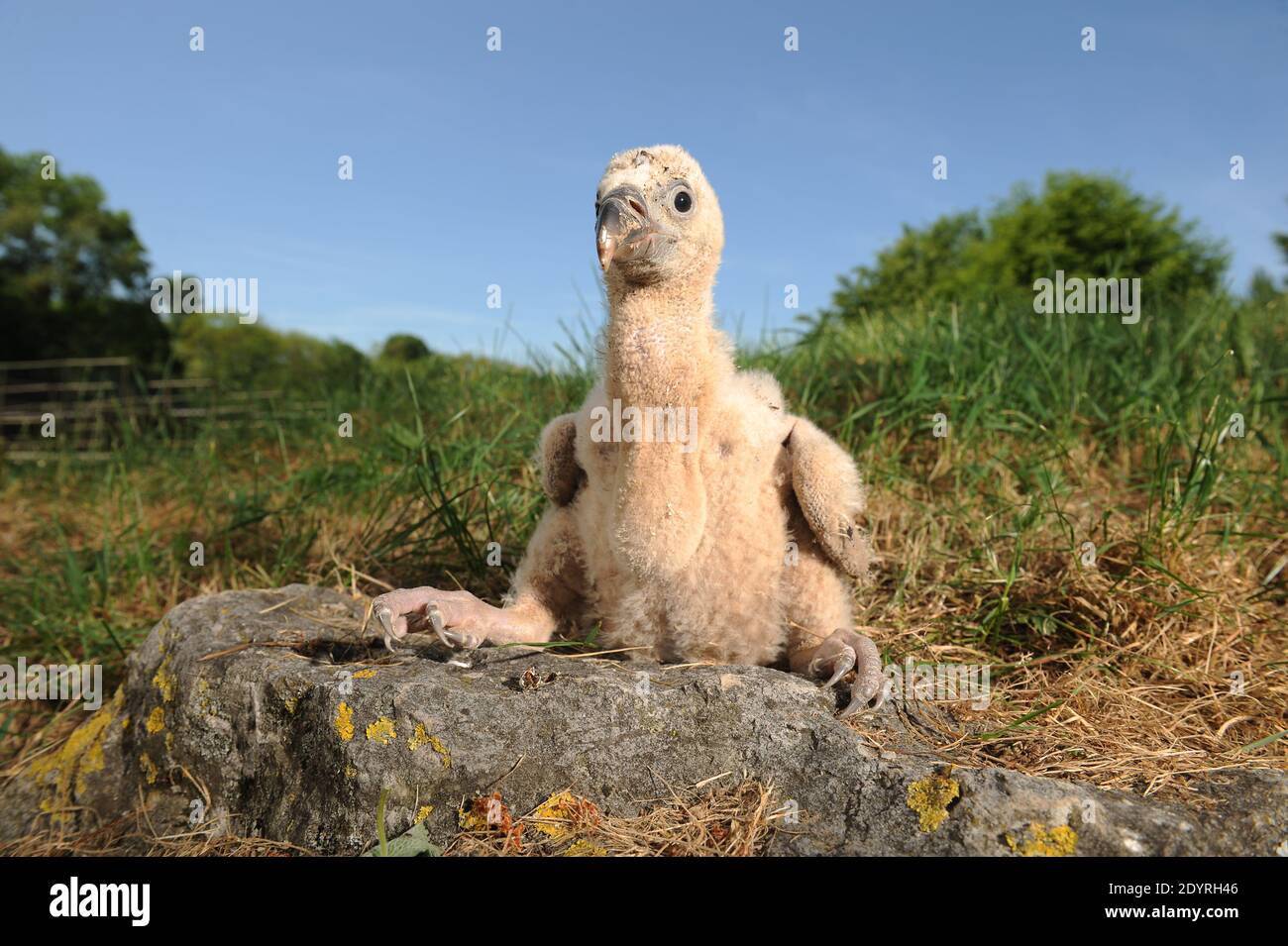 15 kg -Fotos und -Bildmaterial in hoher Auflösung – Alamy