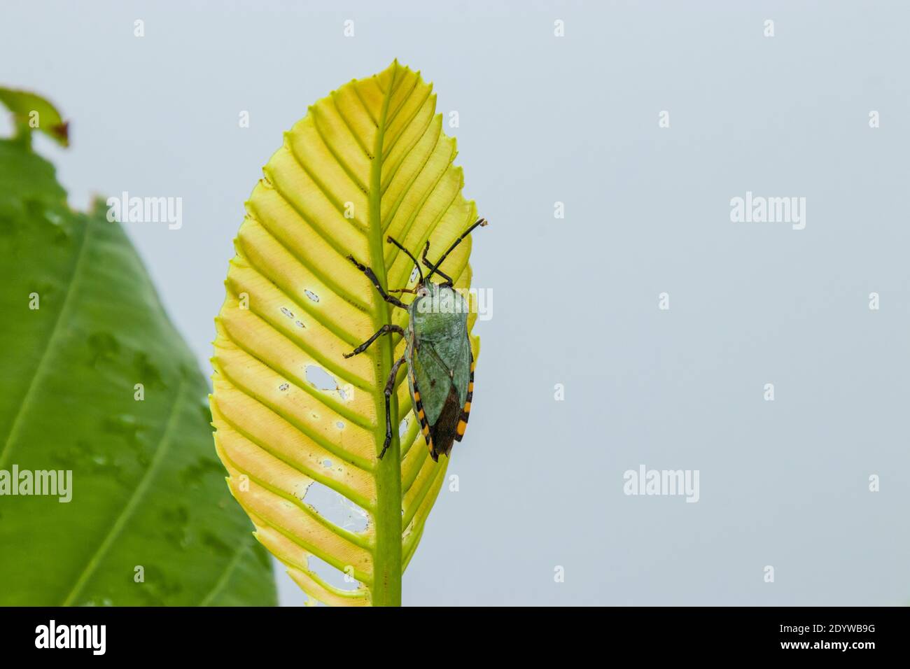 Ein Schildwanzen (Pycanum rubens) ist auf dem Blatt in Pulau Ubin ...