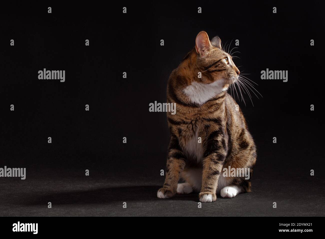 Rot gefleckte tabby -Fotos und -Bildmaterial in hoher Auflösung – Alamy