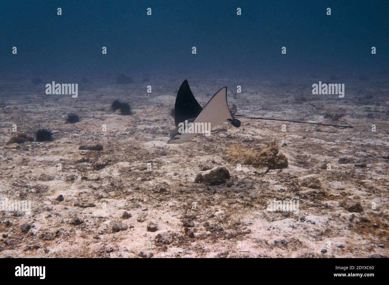 Sandiger meeresboden -Fotos und -Bildmaterial in hoher Auflösung – Alamy