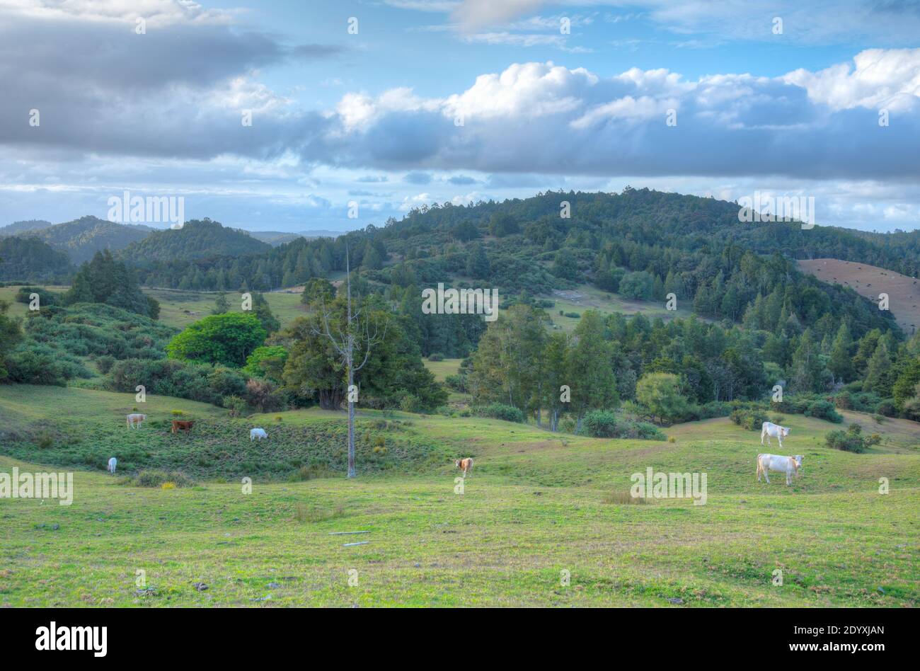 Northland region -Fotos und -Bildmaterial in hoher Auflösung – Alamy