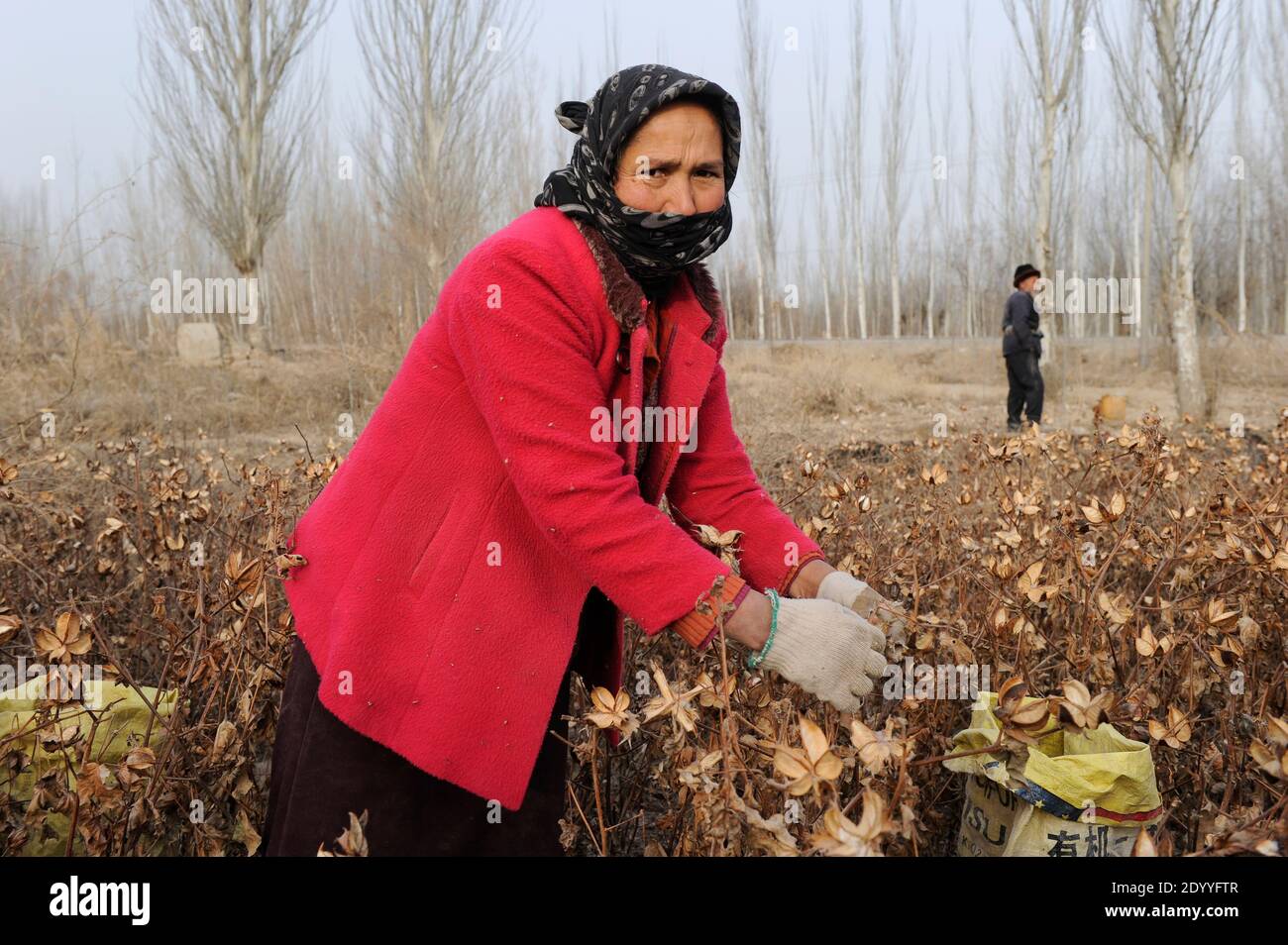 CHINA, Autonome Provinz Xinjiang, Kashgar, uiguren Frauen ernten ...