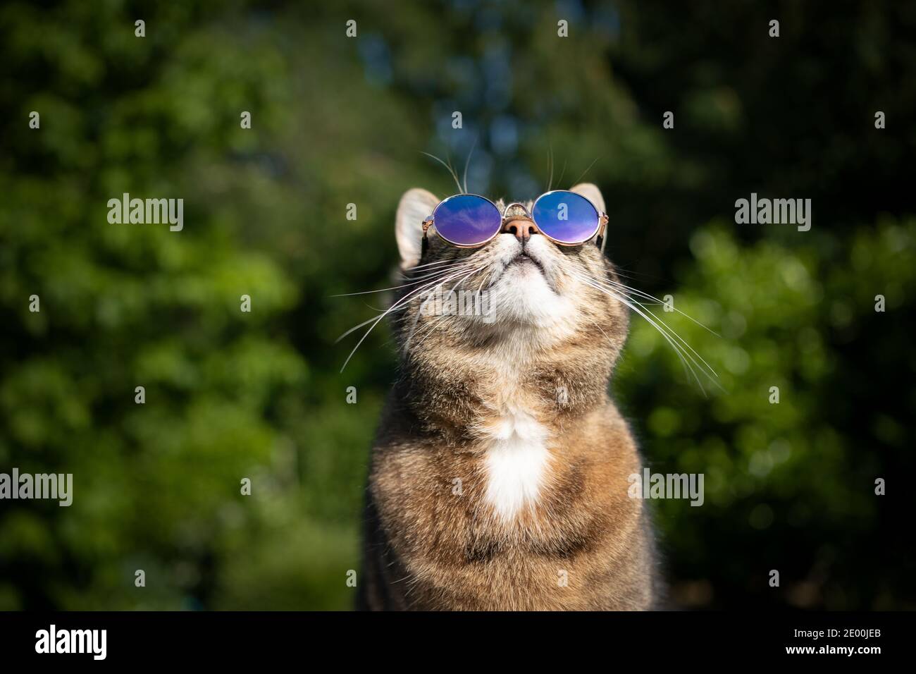 Katze mit sonnenbrille -Fotos und -Bildmaterial in hoher Auflösung – Alamy