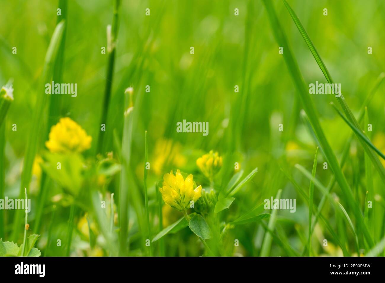 Niedriger hopfenklee -Fotos und -Bildmaterial in hoher Auflösung – Alamy