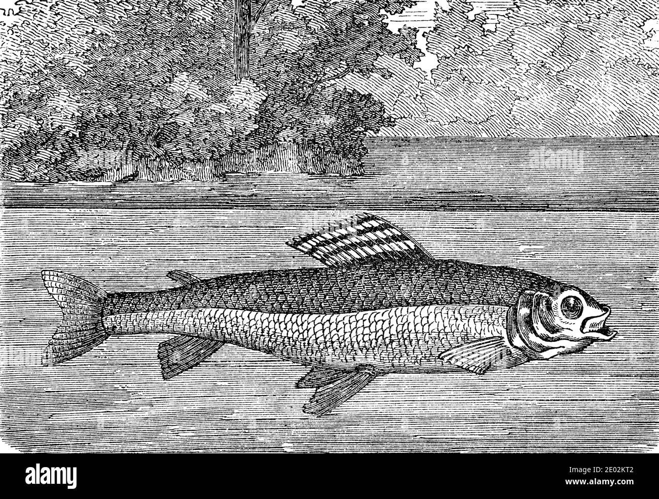 Europäische äsche thymallus thymallus -Fotos und -Bildmaterial in hoher ...