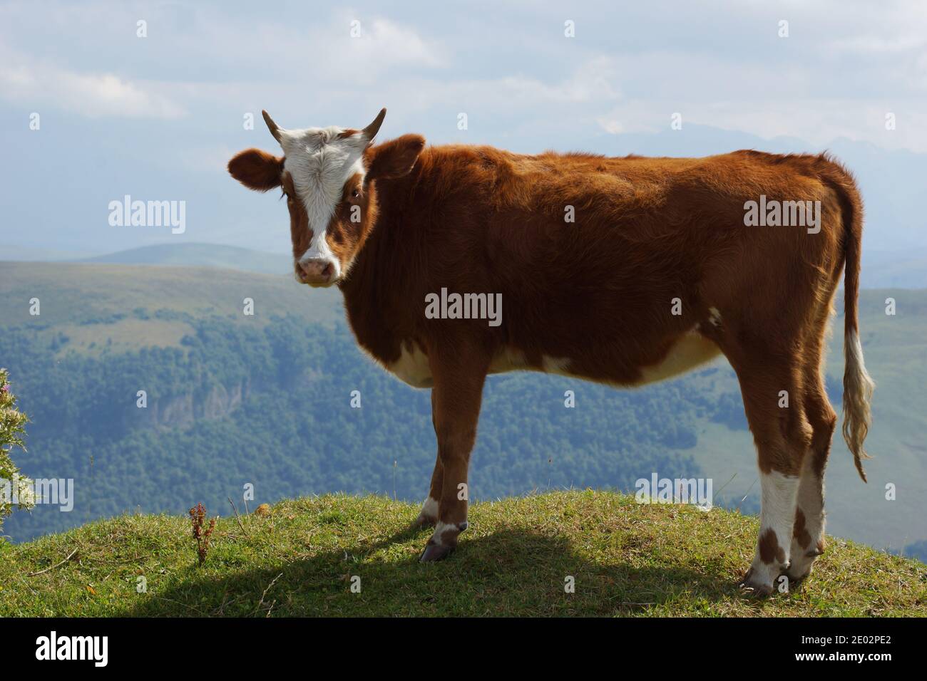 Kuh rind bulle -Fotos und -Bildmaterial in hoher Auflösung – Alamy