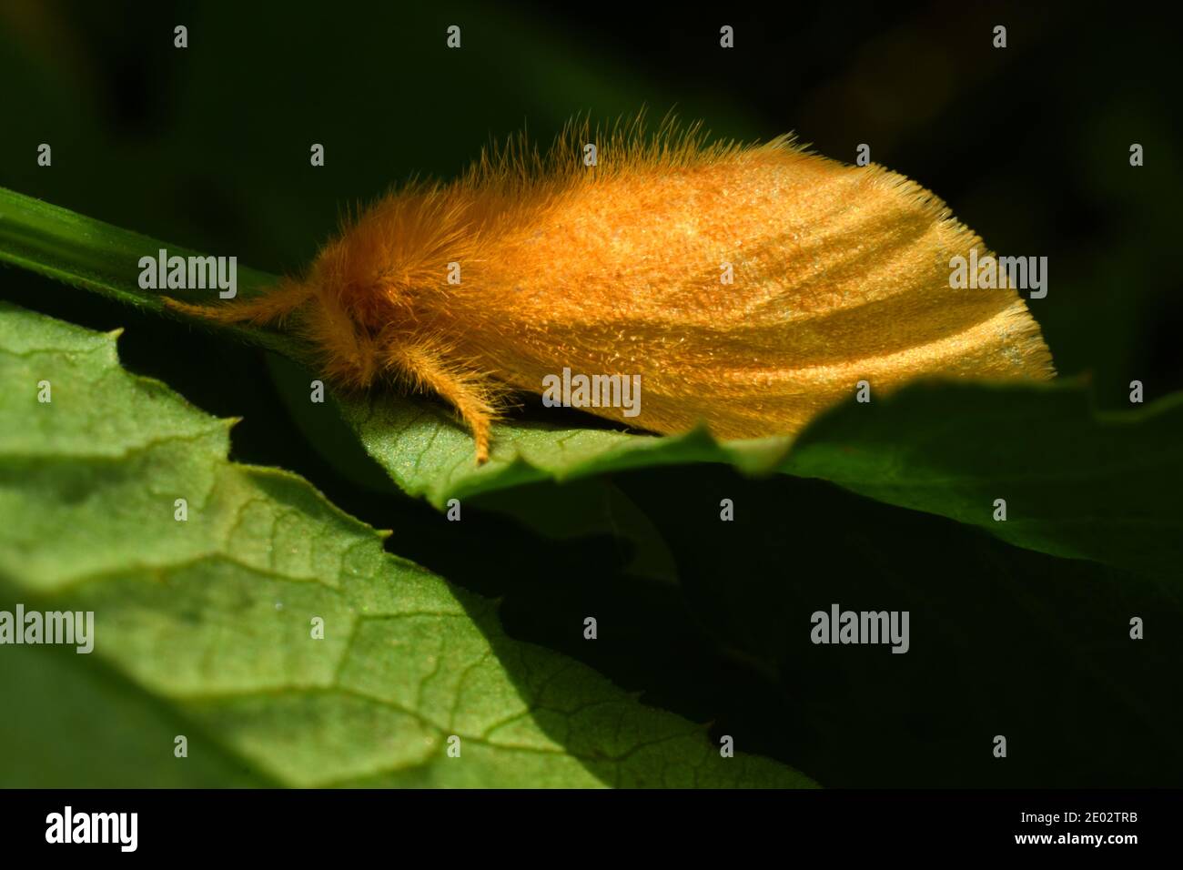 Motte vor dunklem hintergrund -Fotos und -Bildmaterial in hoher ...