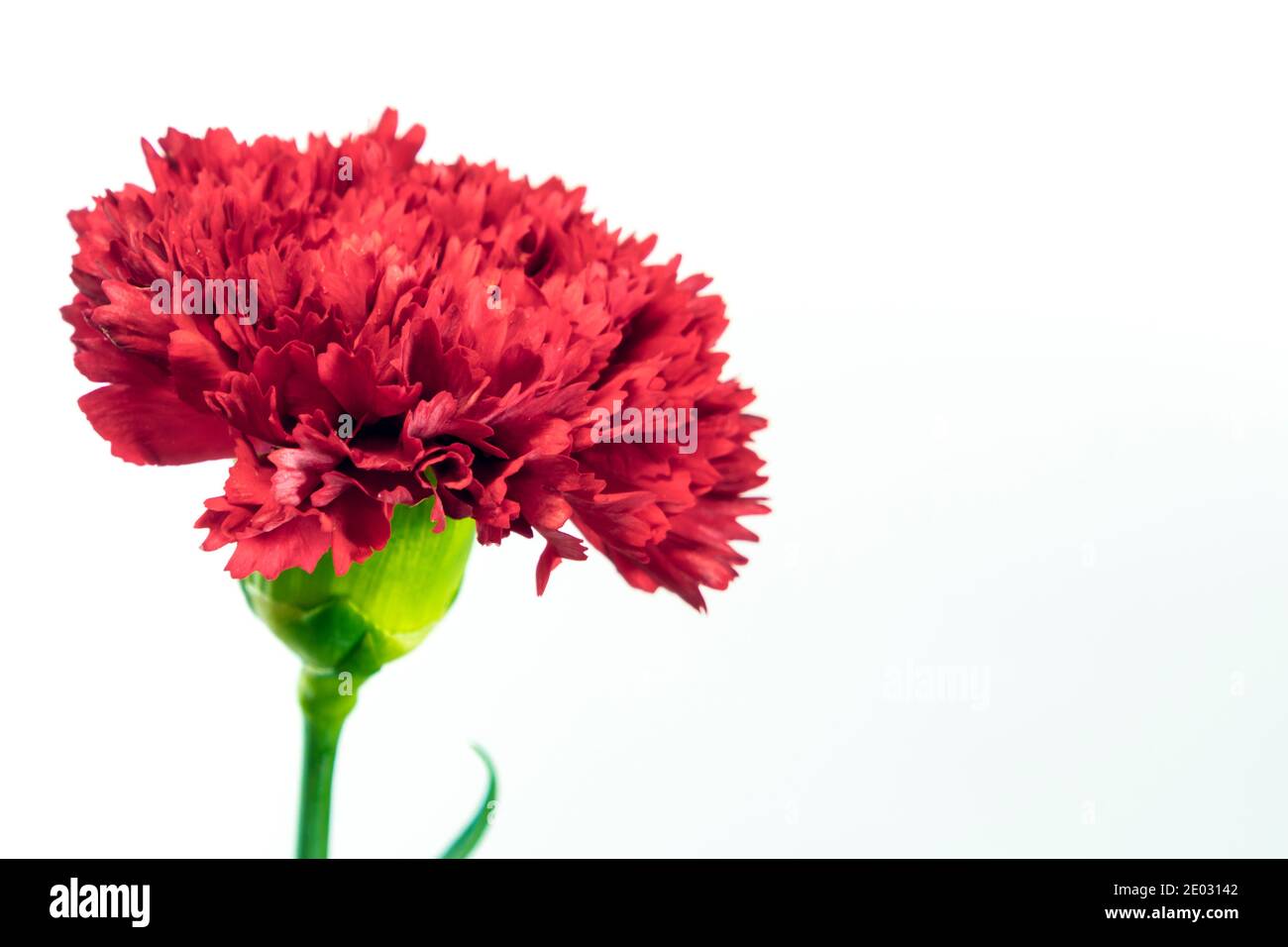 Realistische leuchtend rote Nelke (Dianthus caryophyllus) Blühende ...