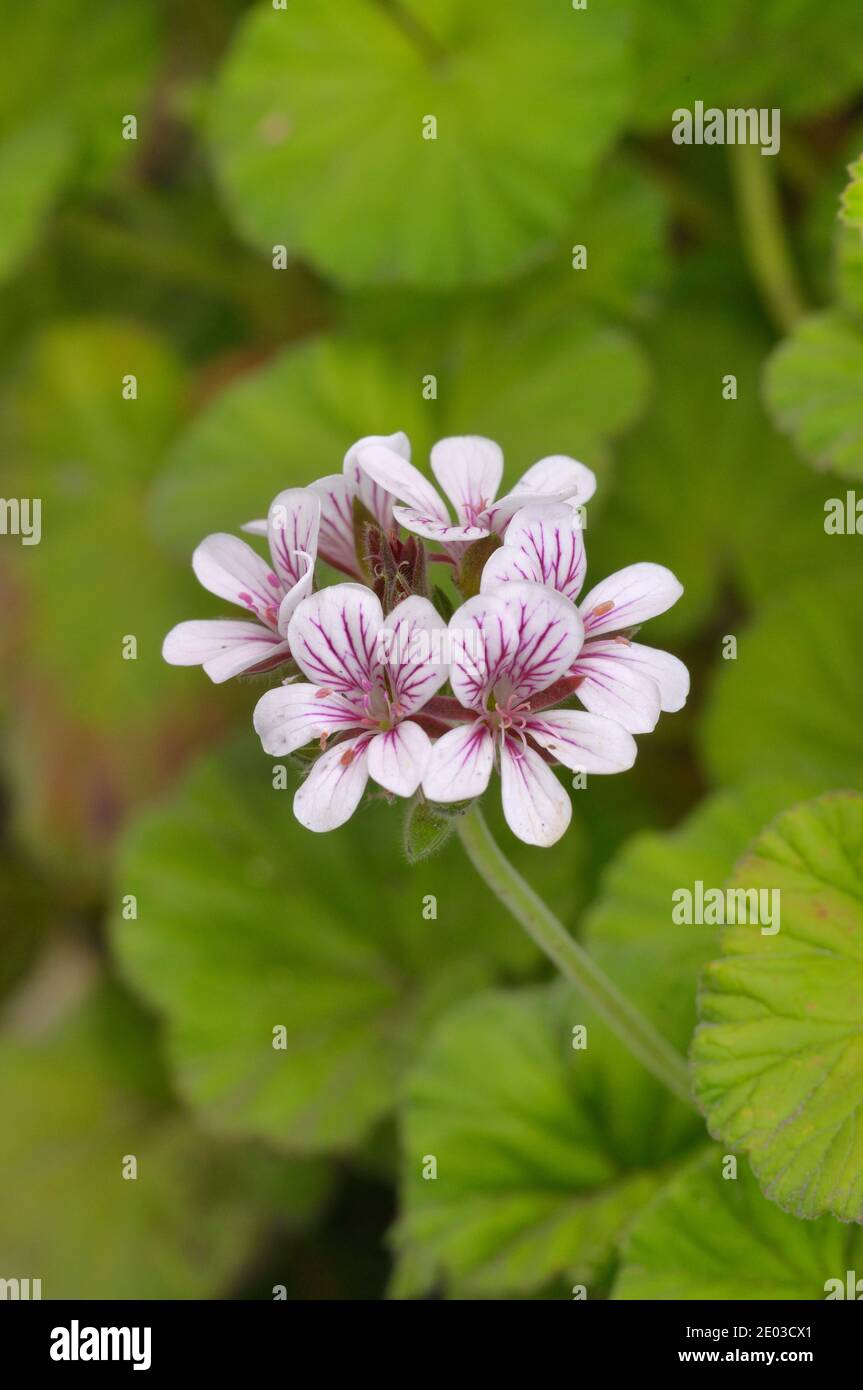 Storksbill pelargonium australe -Fotos und -Bildmaterial in hoher ...