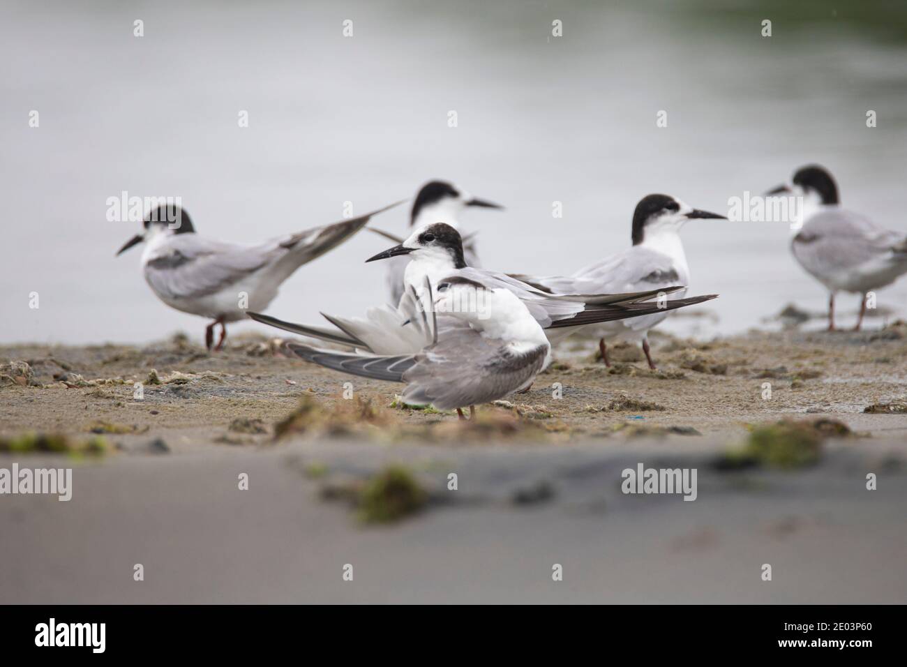 Seeschwalben am ufer -Fotos und -Bildmaterial in hoher Auflösung – Alamy