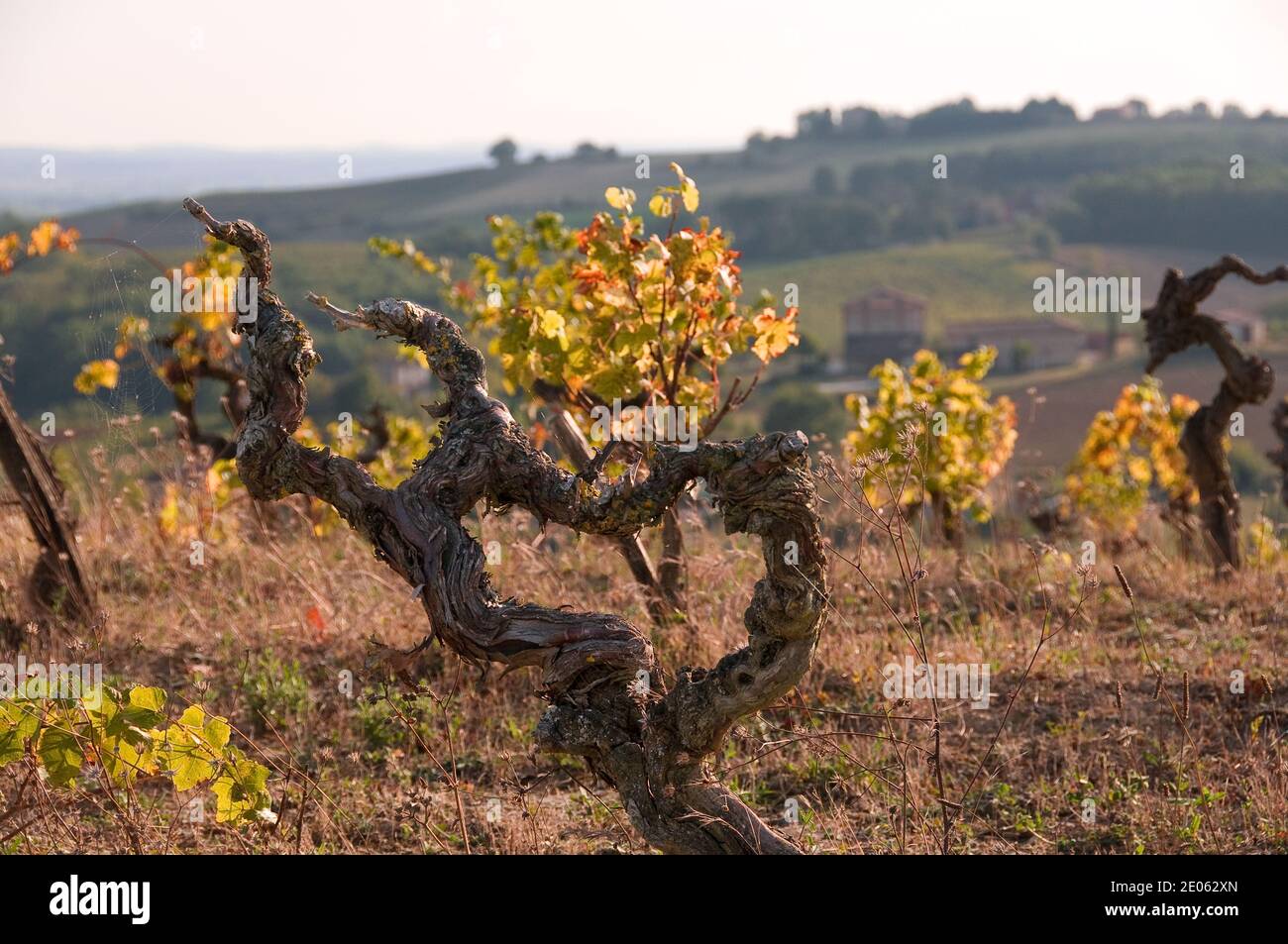 Rotwein am herbstabend -Fotos und -Bildmaterial in hoher Auflösung – Alamy