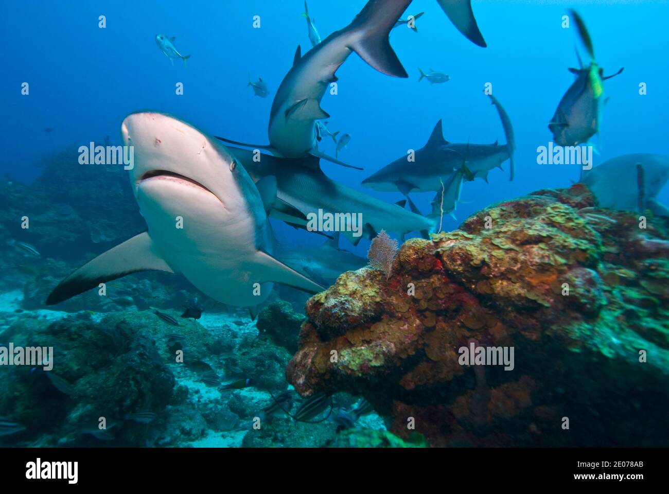 Feeding frenzy caribbean reef shark -Fotos und -Bildmaterial in hoher ...