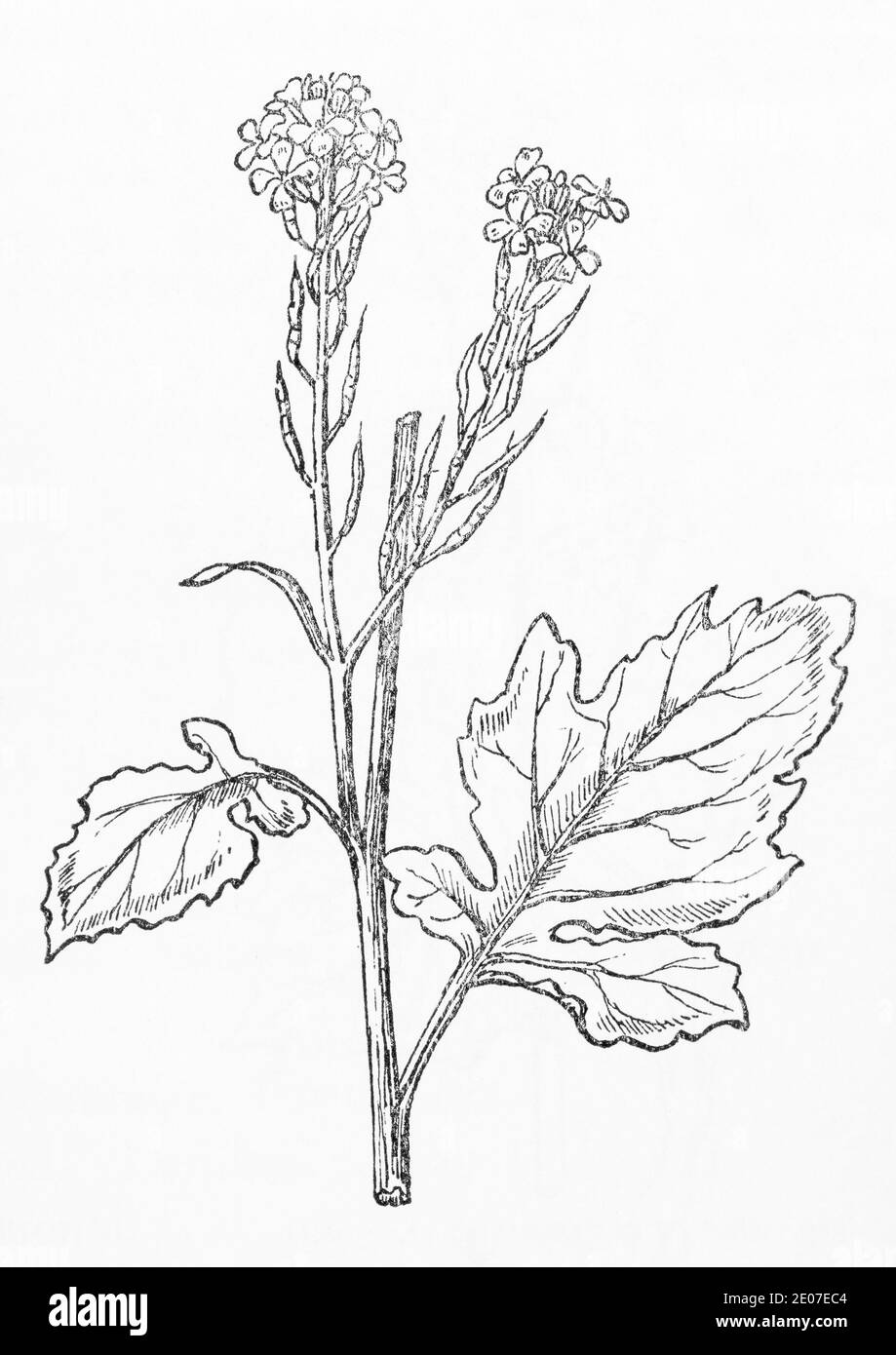 Alte botanische Illustration Gravur von Schwarzer Senf / Brassica nigra ...