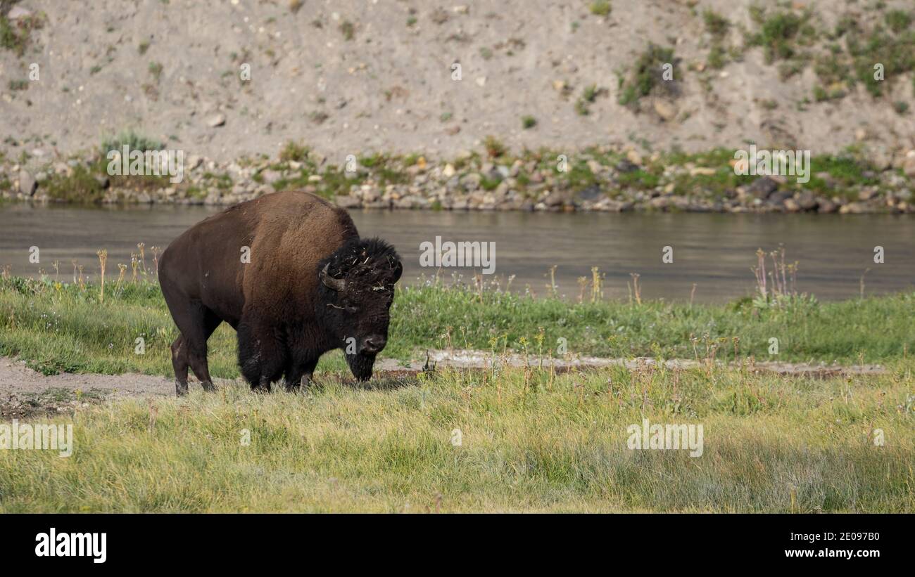 Bison essen -Fotos und -Bildmaterial in hoher Auflösung – Alamy