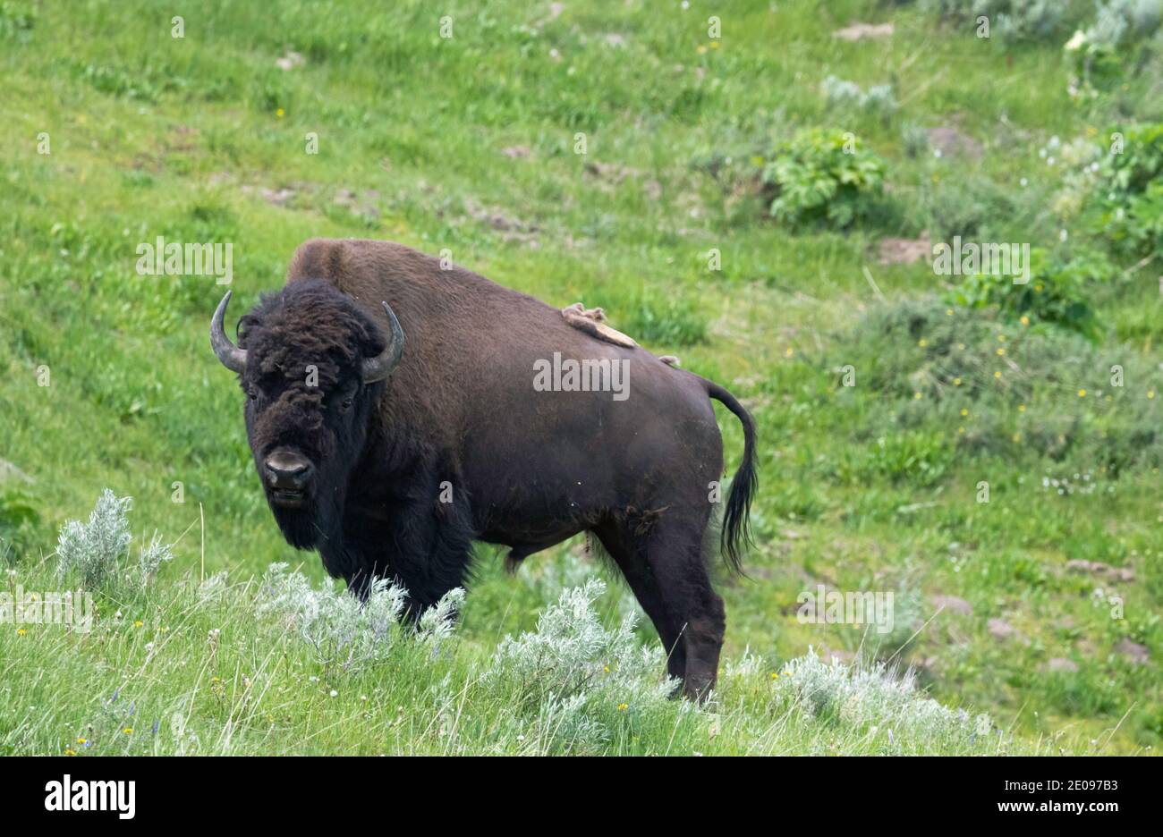 Bison essen -Fotos und -Bildmaterial in hoher Auflösung – Alamy