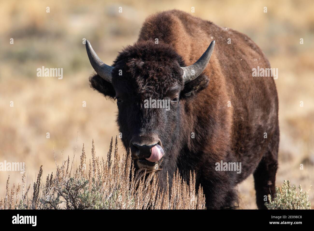Bison essen -Fotos und -Bildmaterial in hoher Auflösung – Alamy