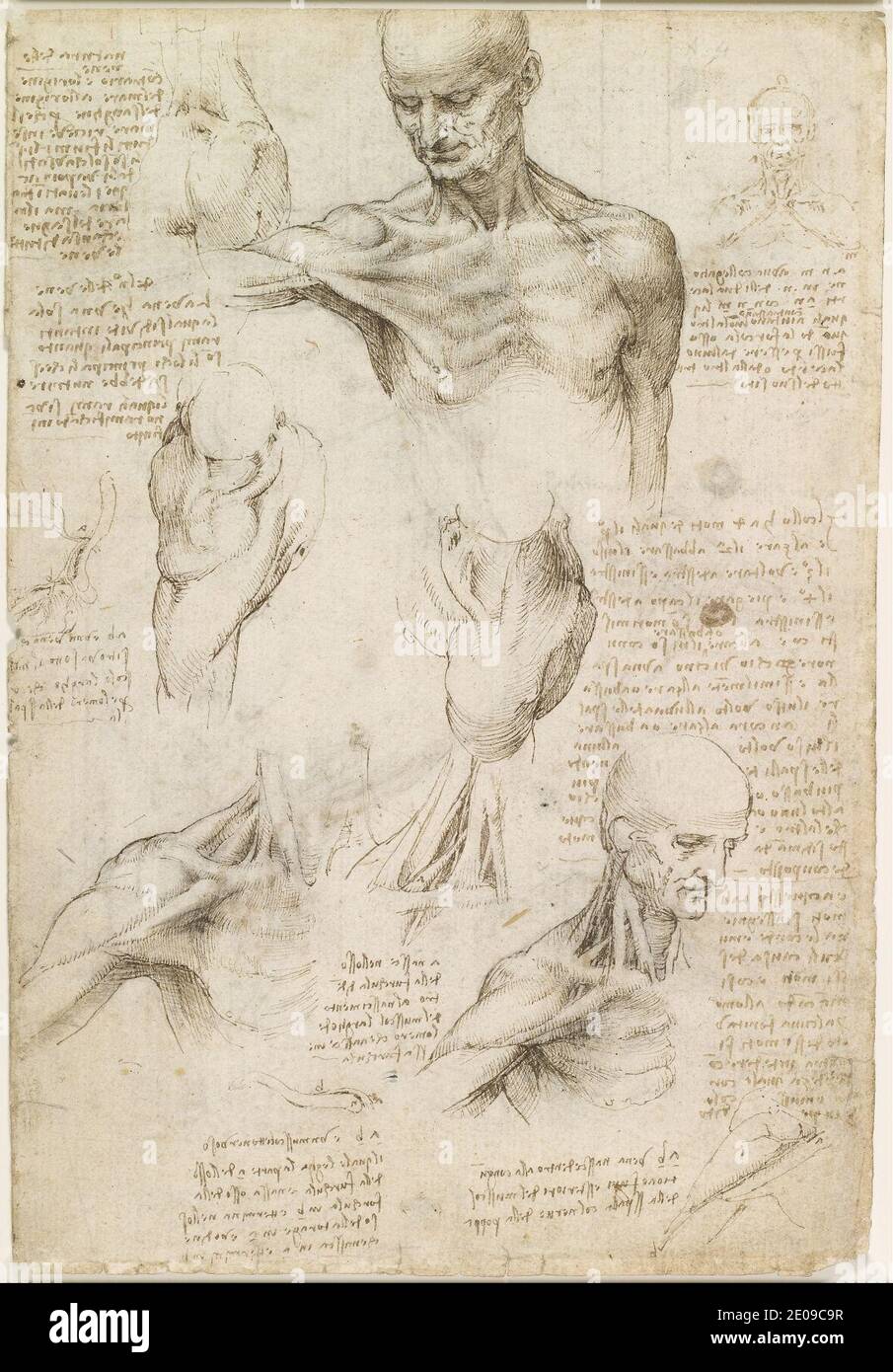 Leonardo da Vinci - oberflächliche Anatomie der Schulter und Nacken ... Leonardo da Vinci - oberflächliche Anatomie der Schulter und Nacken ...