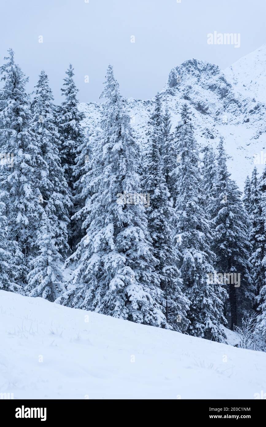 Naturpark Gantrisch im Winter, schneebedeckter Wald, im Kanton Bern ...