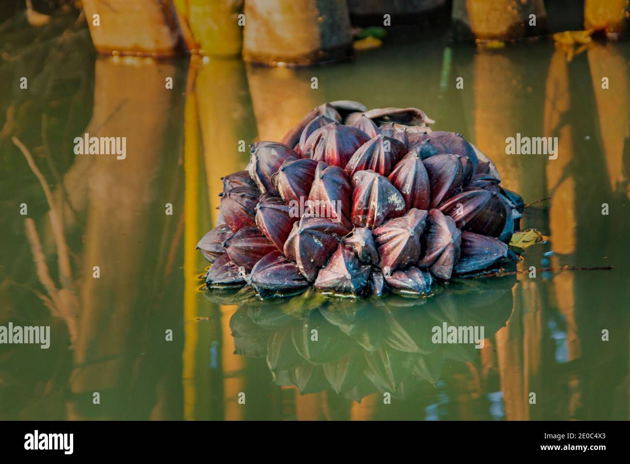 Nipa Palm oder Golpata Früchte in den Sundarbans, ein UNESCO ...