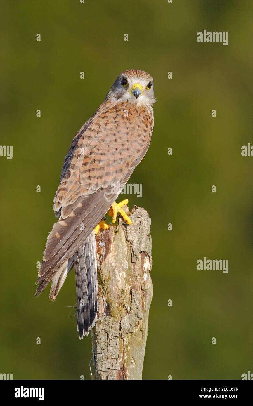 Kleine Greifvogel Bilder