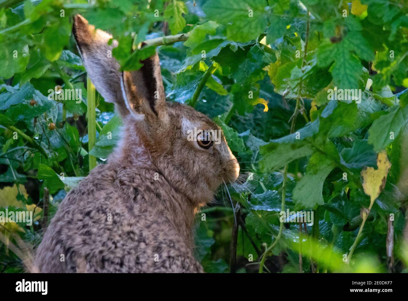 Hasen essen -Fotos und -Bildmaterial in hoher Auflösung – Alamy