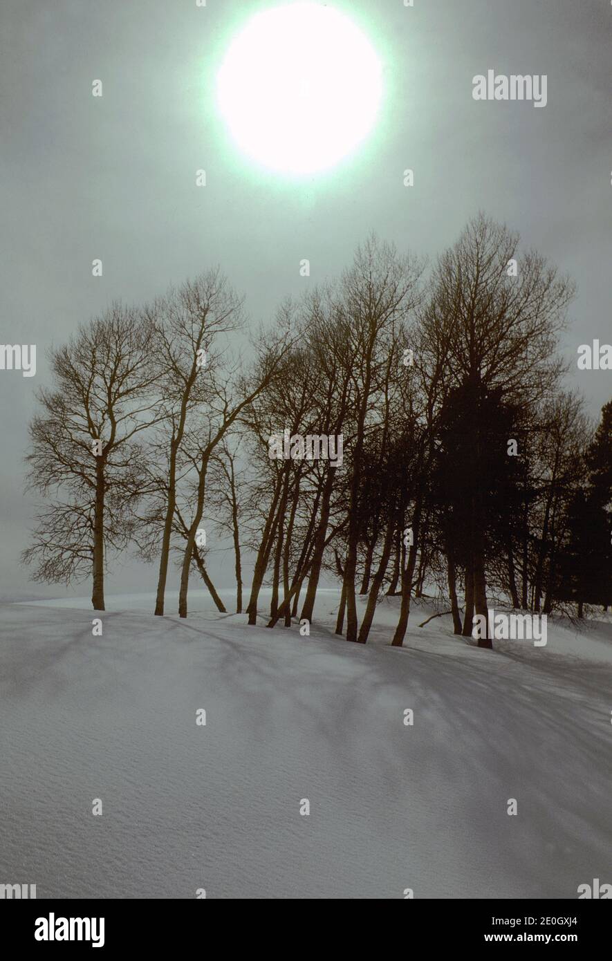 Zitterpappel silhouette -Fotos und -Bildmaterial in hoher Auflösung – Alamy