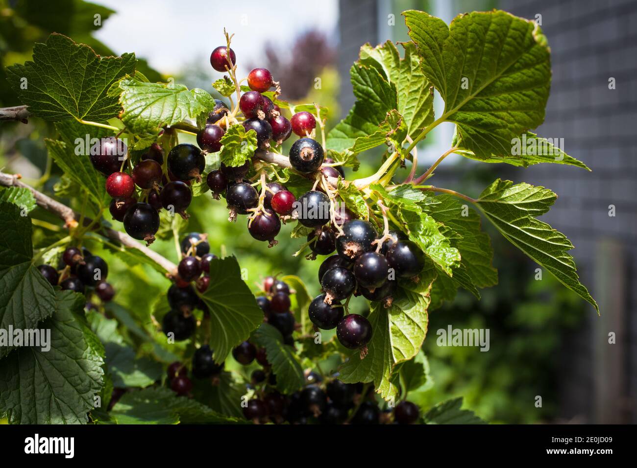 Schwarze johannisbeeren wachsen lassen -Fotos und -Bildmaterial in ...