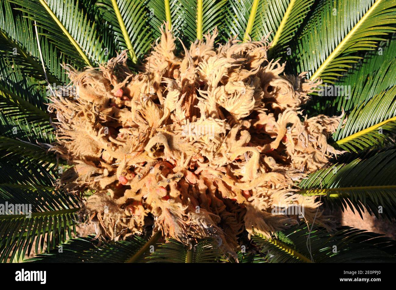 Female Sago Palm Cycas Revoluta Stockfotos und -bilder Kaufen - Alamy