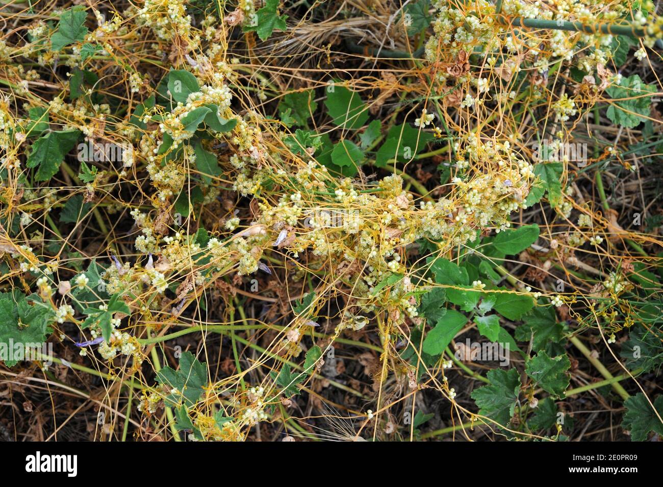 Dodder oder Strangle Tare (Cuscuta epithymum) ist ein parasitäres Kraut, das in Europa und ...