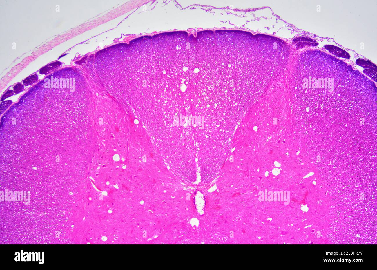 Histologie zentralnervensystem -Fotos und -Bildmaterial in hoher ...