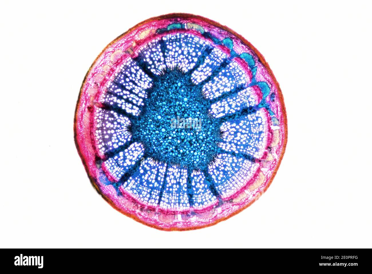 Junge Buche (Fagus sylvatica) von außen nach innen: Epidermis, Kortex ...