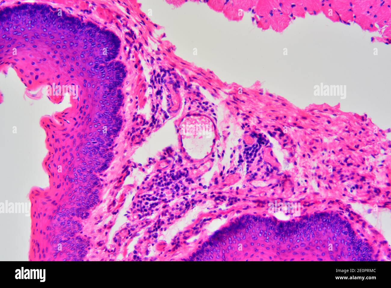 Histologie bindegewebe -Fotos und -Bildmaterial in hoher Auflösung ...