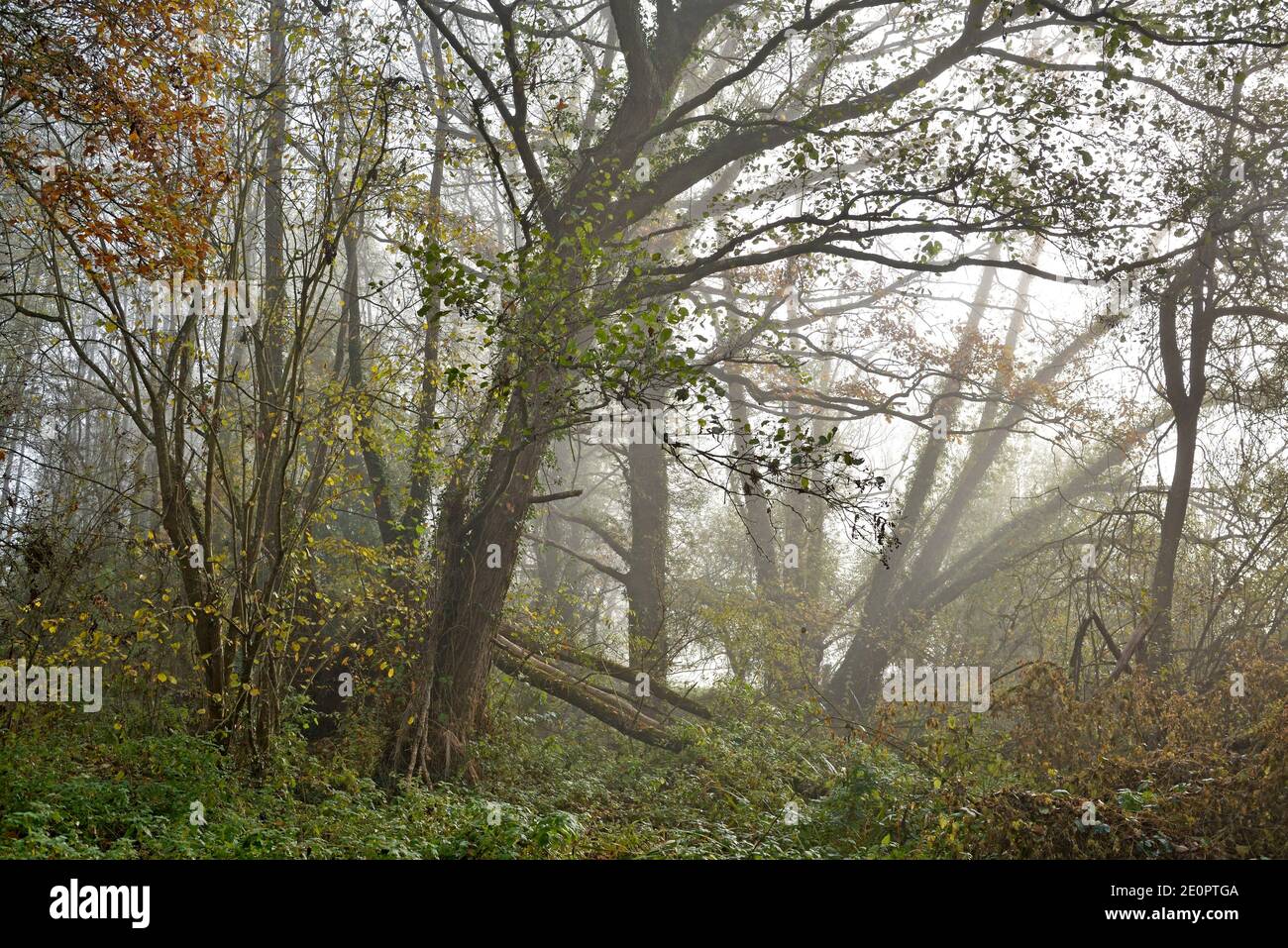 Ein Unterholz Stockfotos und -bilder Kaufen - Alamy