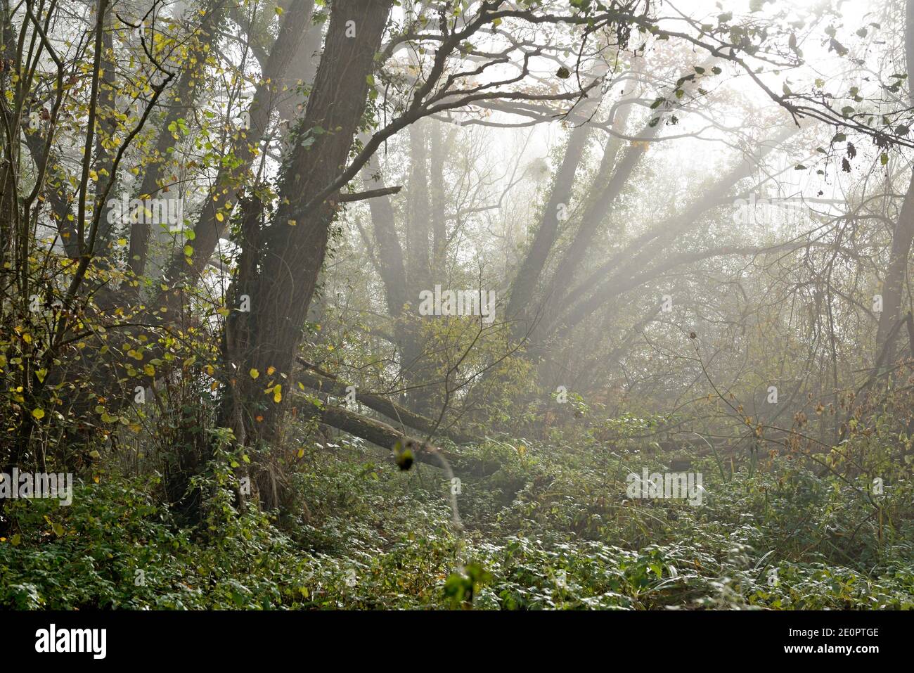Ein Unterholz Stockfotos und -bilder Kaufen - Alamy
