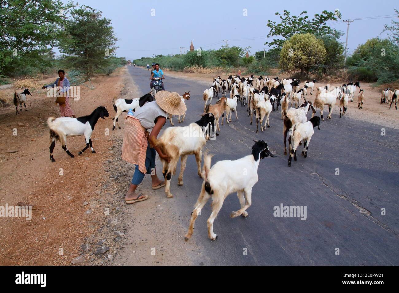 Myanmar fauna -Fotos und -Bildmaterial in hoher Auflösung – Alamy