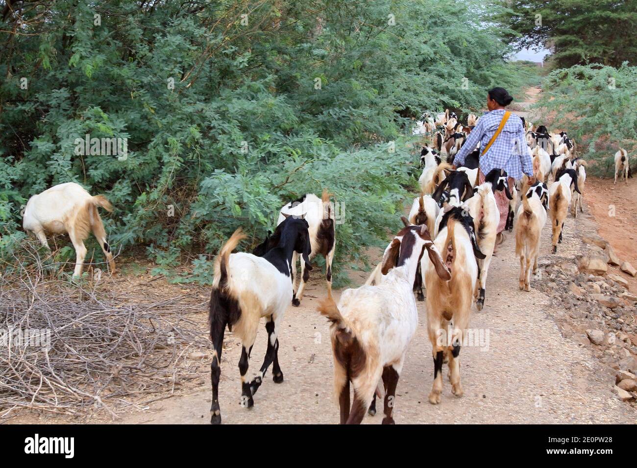 Myanmar fauna -Fotos und -Bildmaterial in hoher Auflösung – Alamy