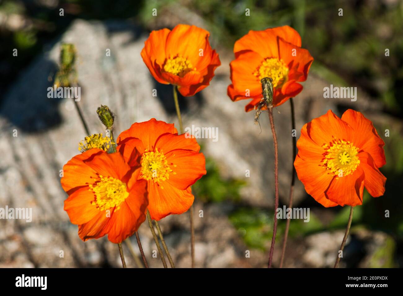Orange Island Mohn Stockfotos und -bilder Kaufen - Alamy