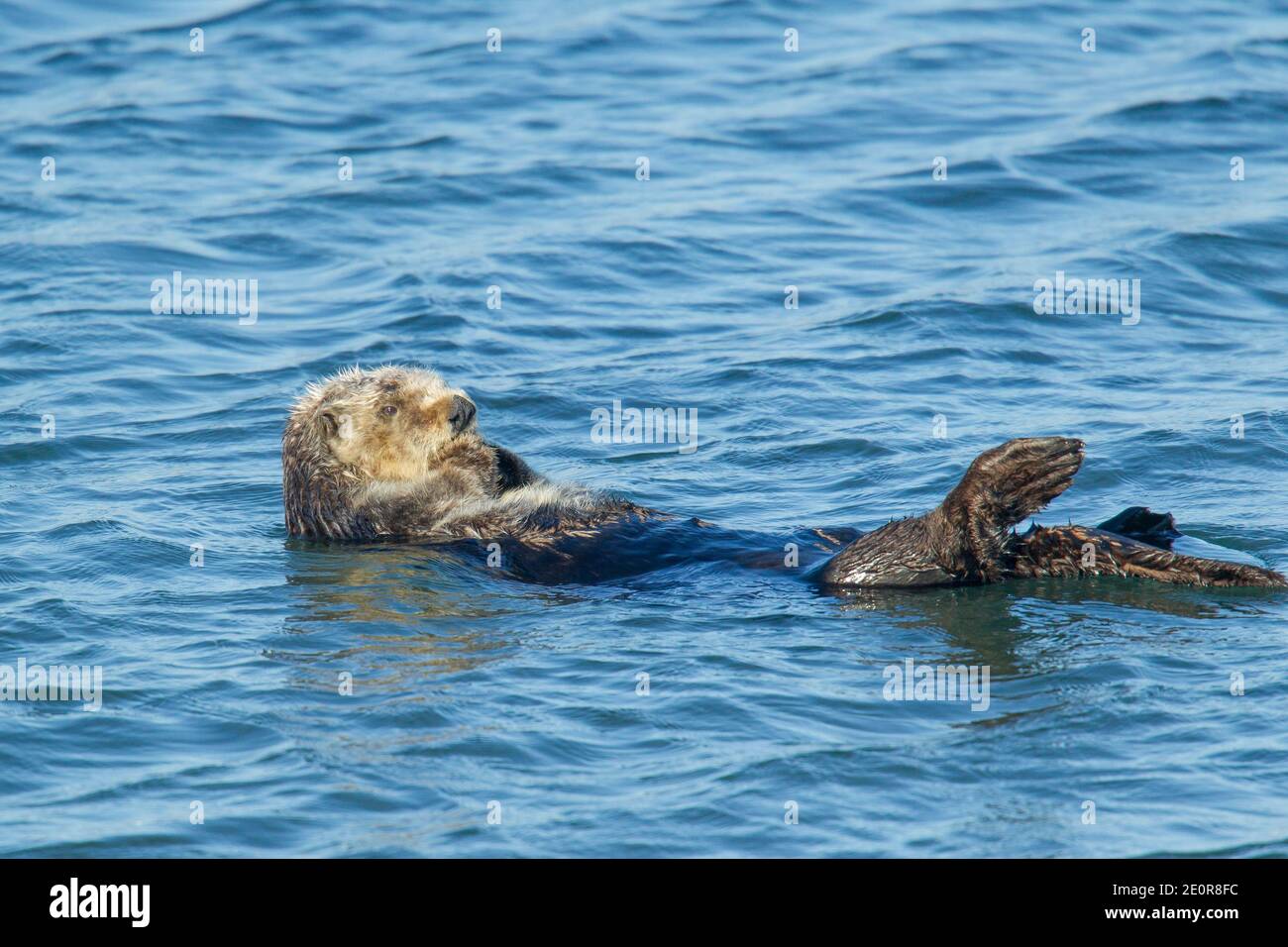 California sea otter enhydra lutris -Fotos und -Bildmaterial in hoher Auflösung – Alamy