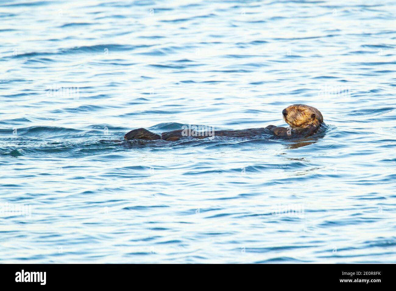 California sea otter enhydra lutris -Fotos und -Bildmaterial in hoher Auflösung – Alamy
