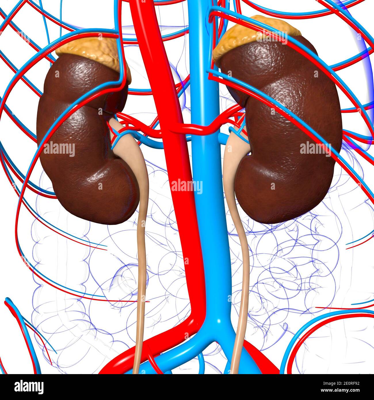 Human Harn System Nieren mit Blase Anatomie für Medical Concept 3D ...