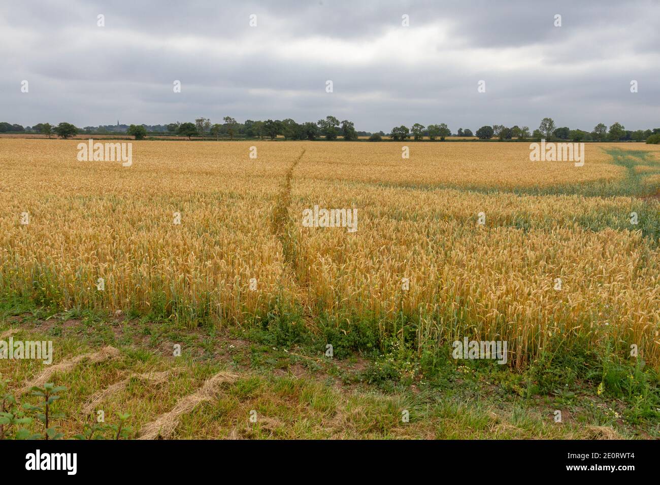 Starb schlacht von bosworth feld -Fotos und -Bildmaterial in hoher ...