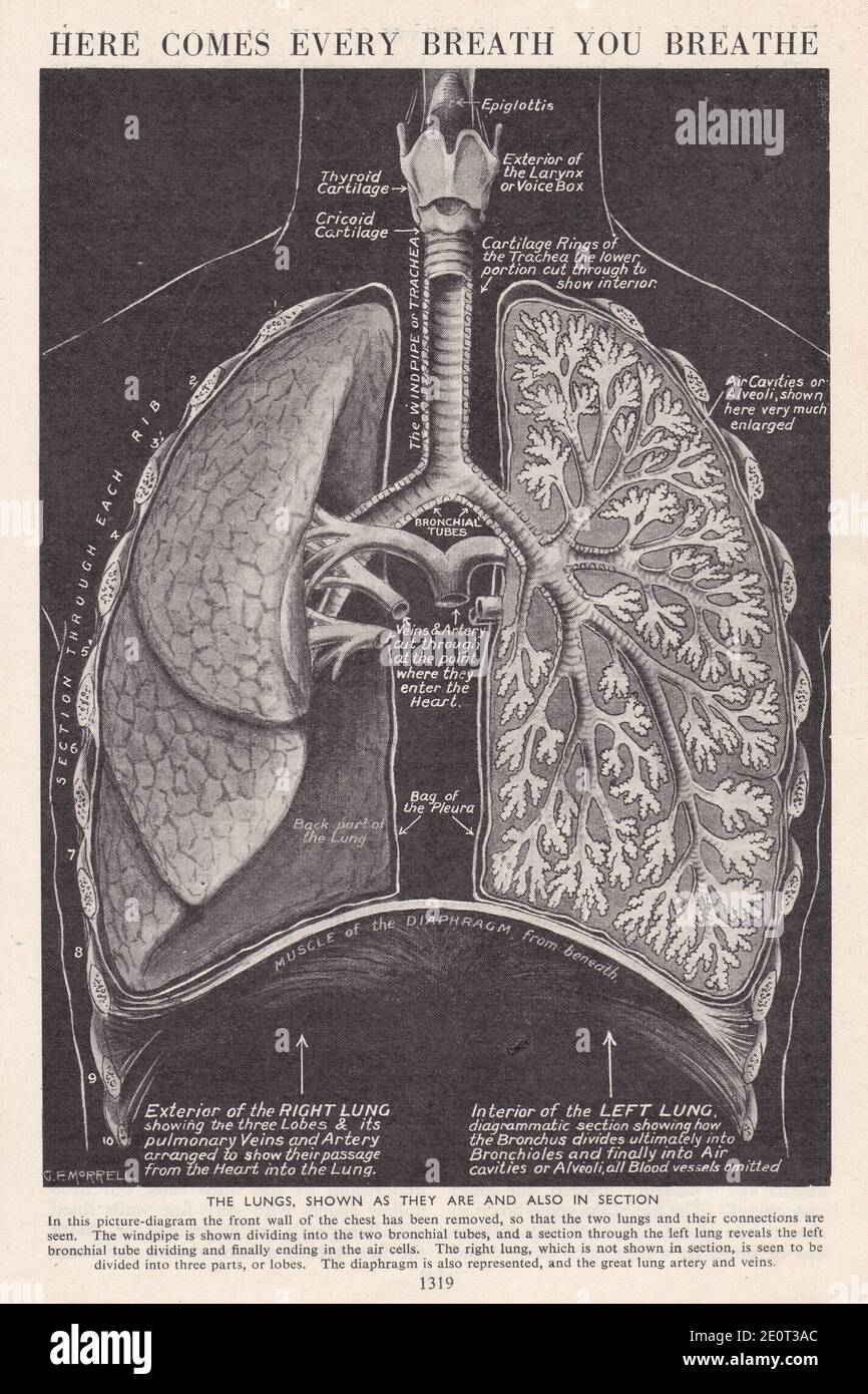 Hier kommt jeder Atemzug, den Sie atmen - Vintage Illustration der ...