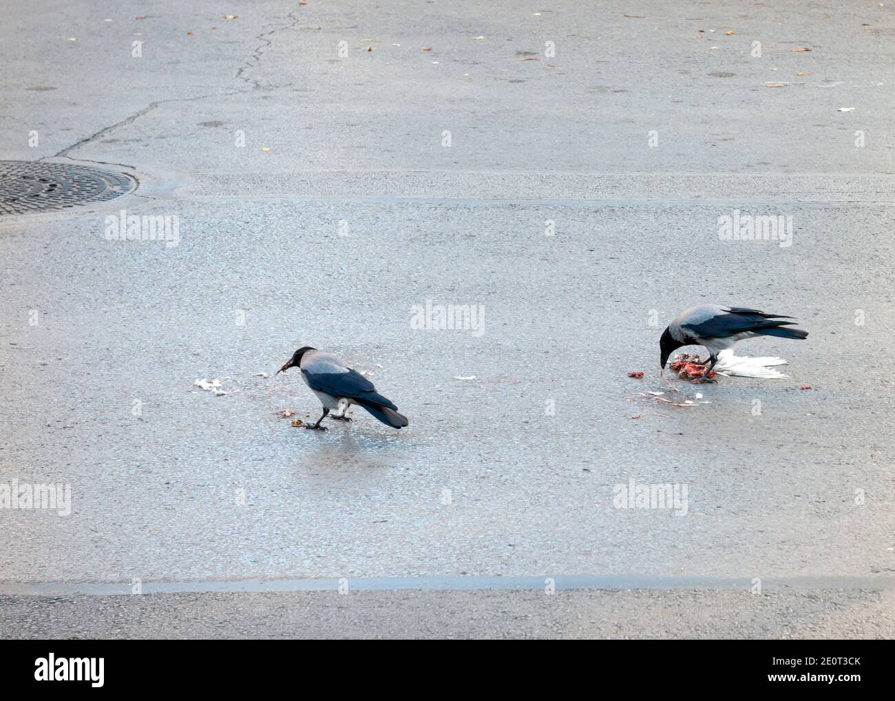 Nekrophagen tiere -Fotos und -Bildmaterial in hoher Auflösung – Alamy