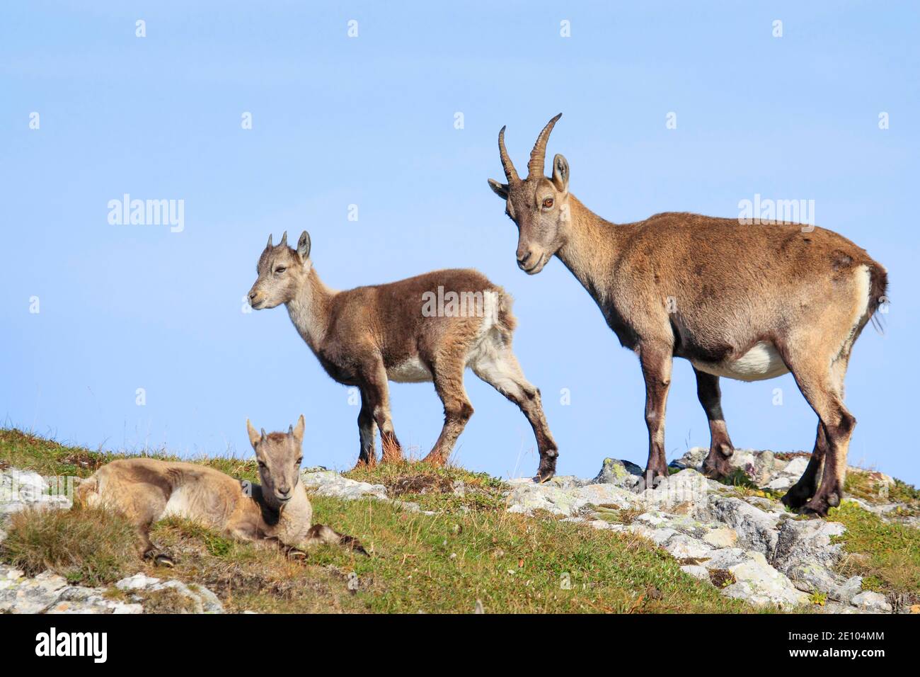 Steinbock weiblich -Fotos und -Bildmaterial in hoher Auflösung – Alamy