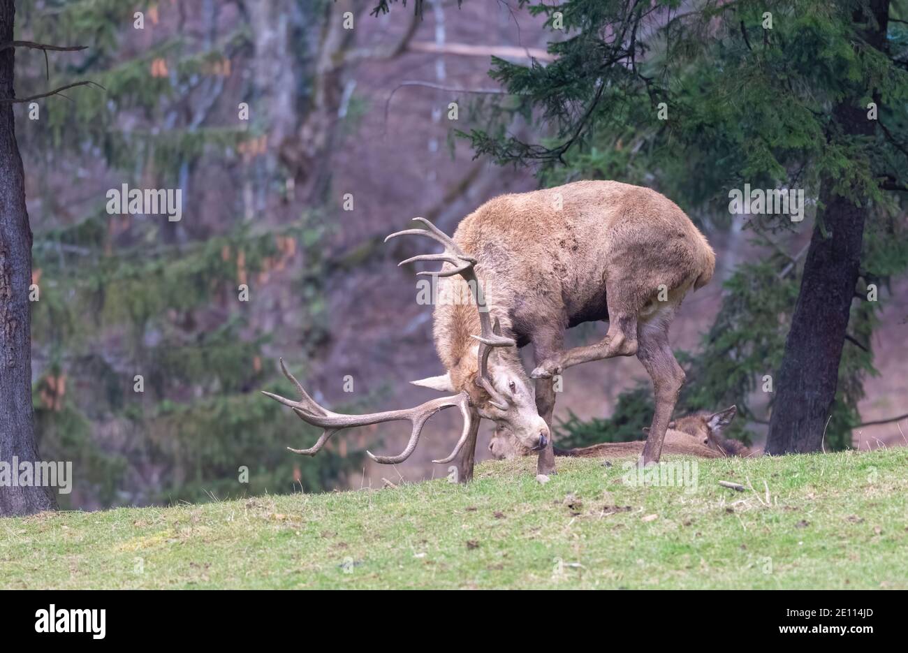 Red Deer Stag, Hirsch Stag sitzt in einer Wiese im Winter, Red Deer ...