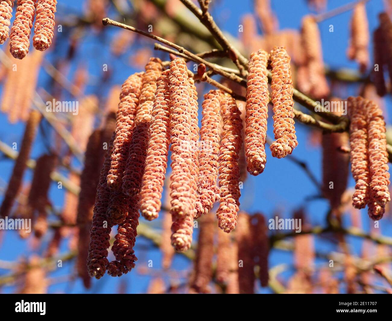 Blühende Hazel, Symbol Für Pollenallergie Stockfotografie - Alamy